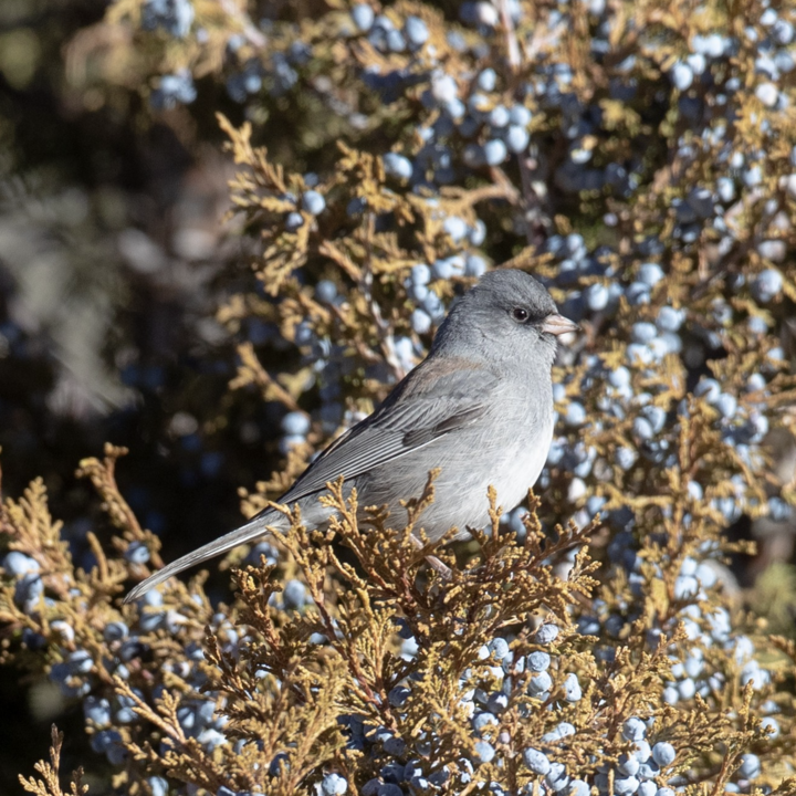 Garden for Birds - eBird Projects