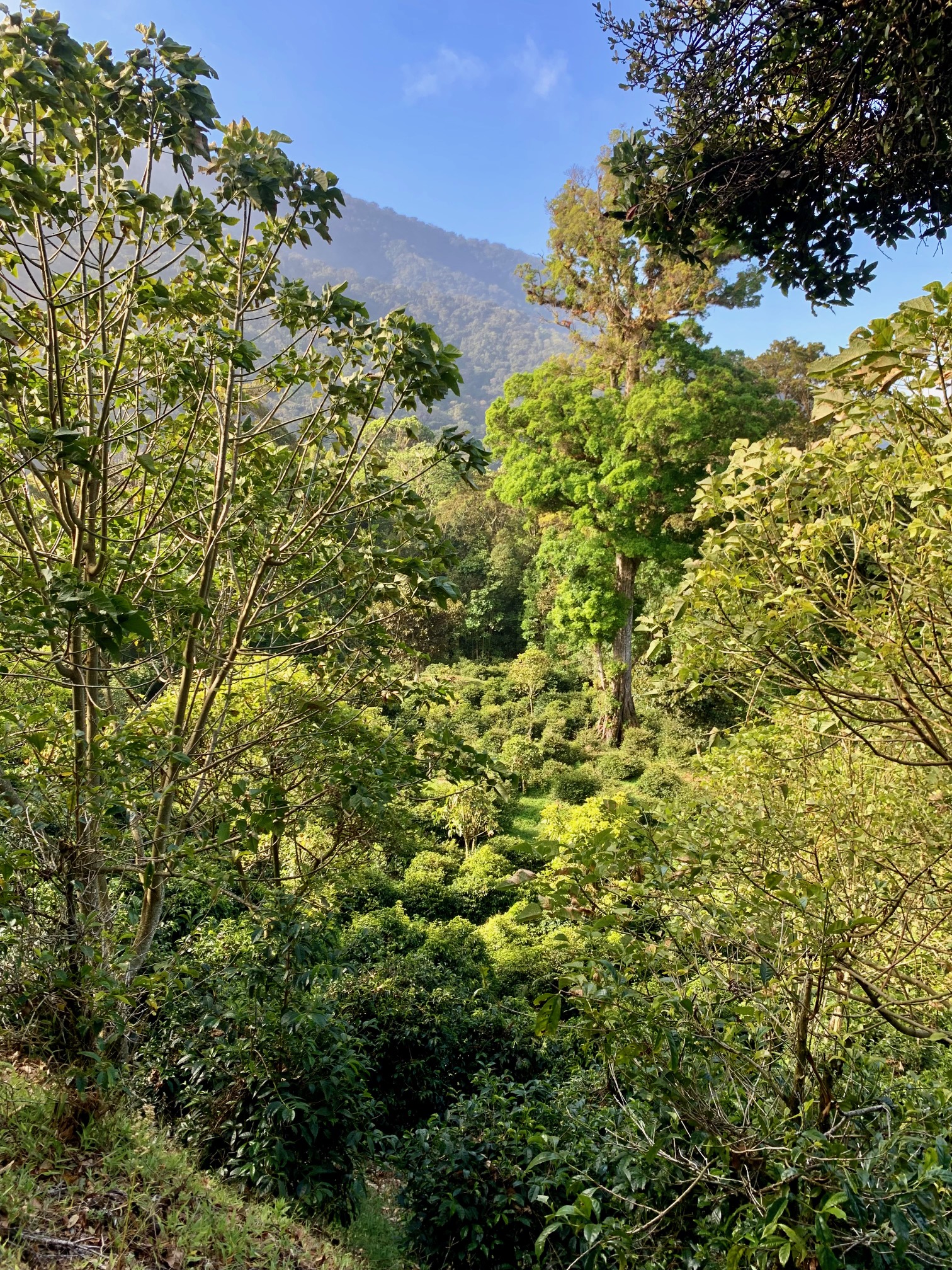Proyecto aves de paisajes cafetaleros - eBird Projects